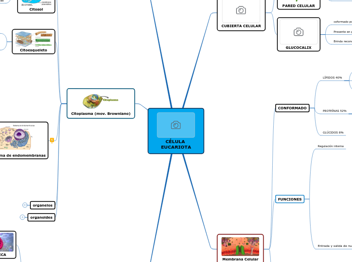 CÉLULA EUCARIOTA - Mind Map